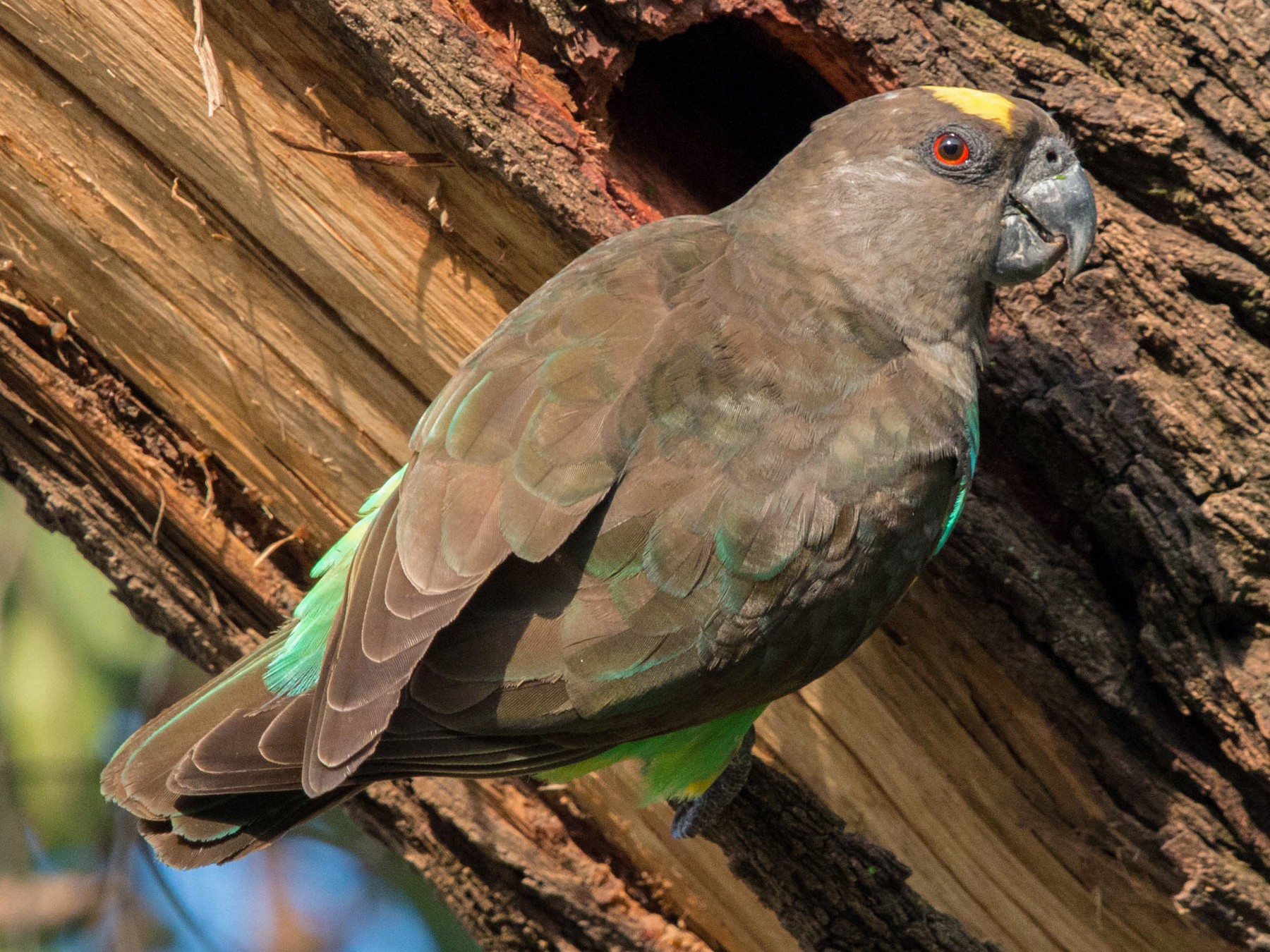 Meyer's Parrot - eBird