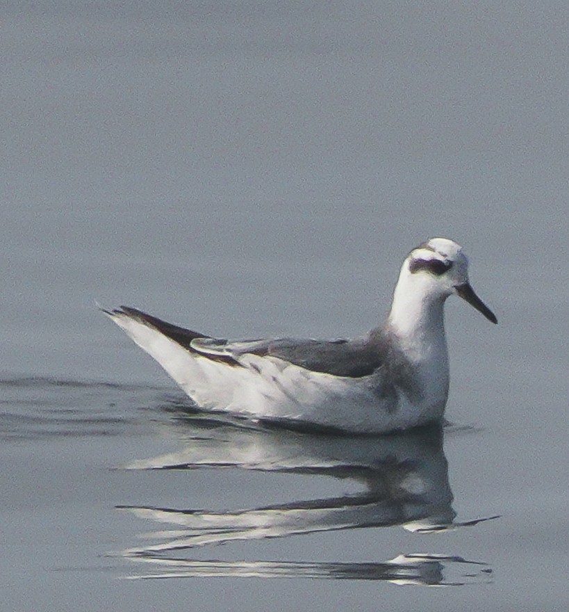 eBird Checklist - 8 Feb 2020 - Redondo Canyon (LA Co.) - 15 species