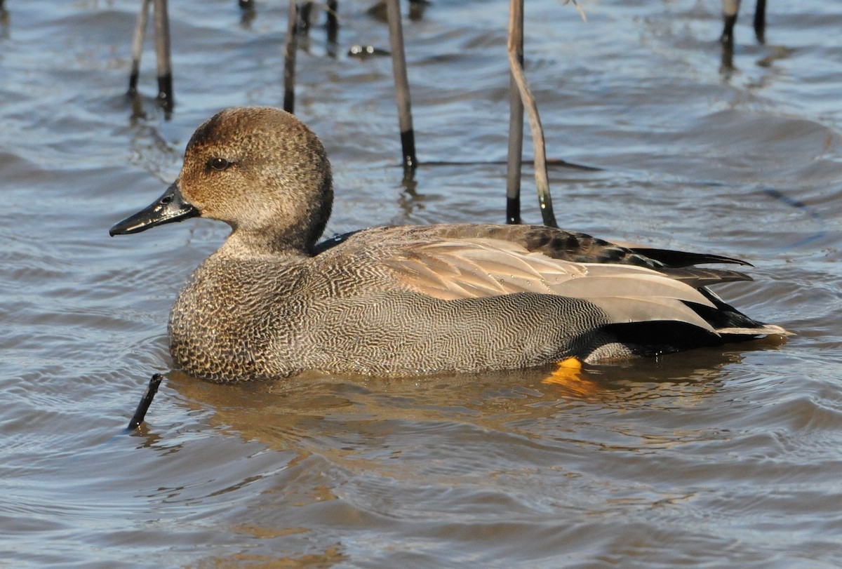 eBird Checklist - 7 Feb 2020 - Anahuac NWR (UTC 049) - 44 species
