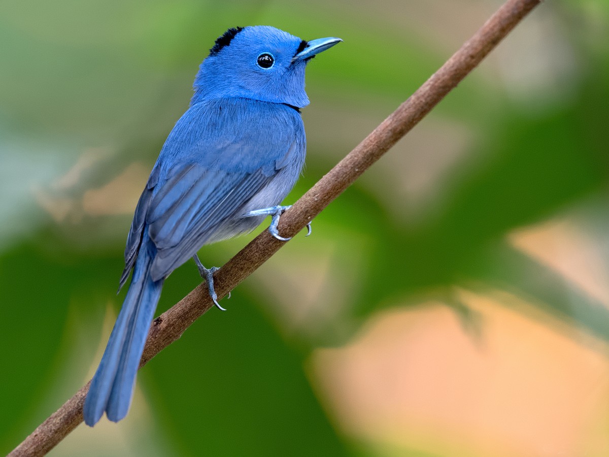 Black-naped Monarch - Hypothymis azurea - Birds of the World