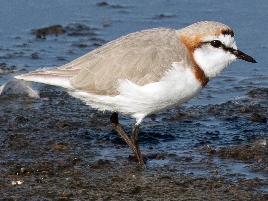 Chestnut-banded Plover - eBird