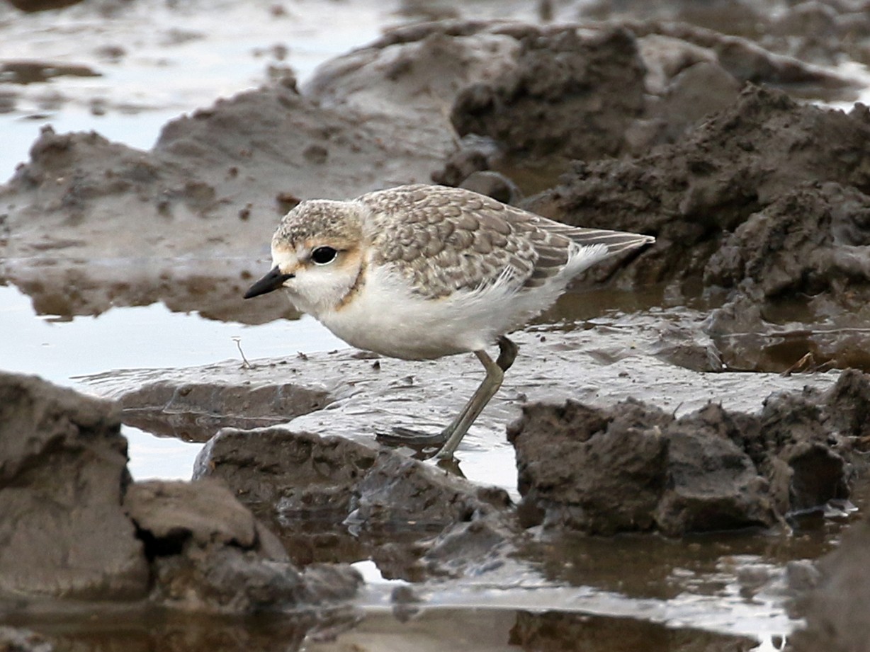 Chestnut-banded Plover - eBird