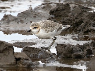 Chestnut-banded Plover - eBird