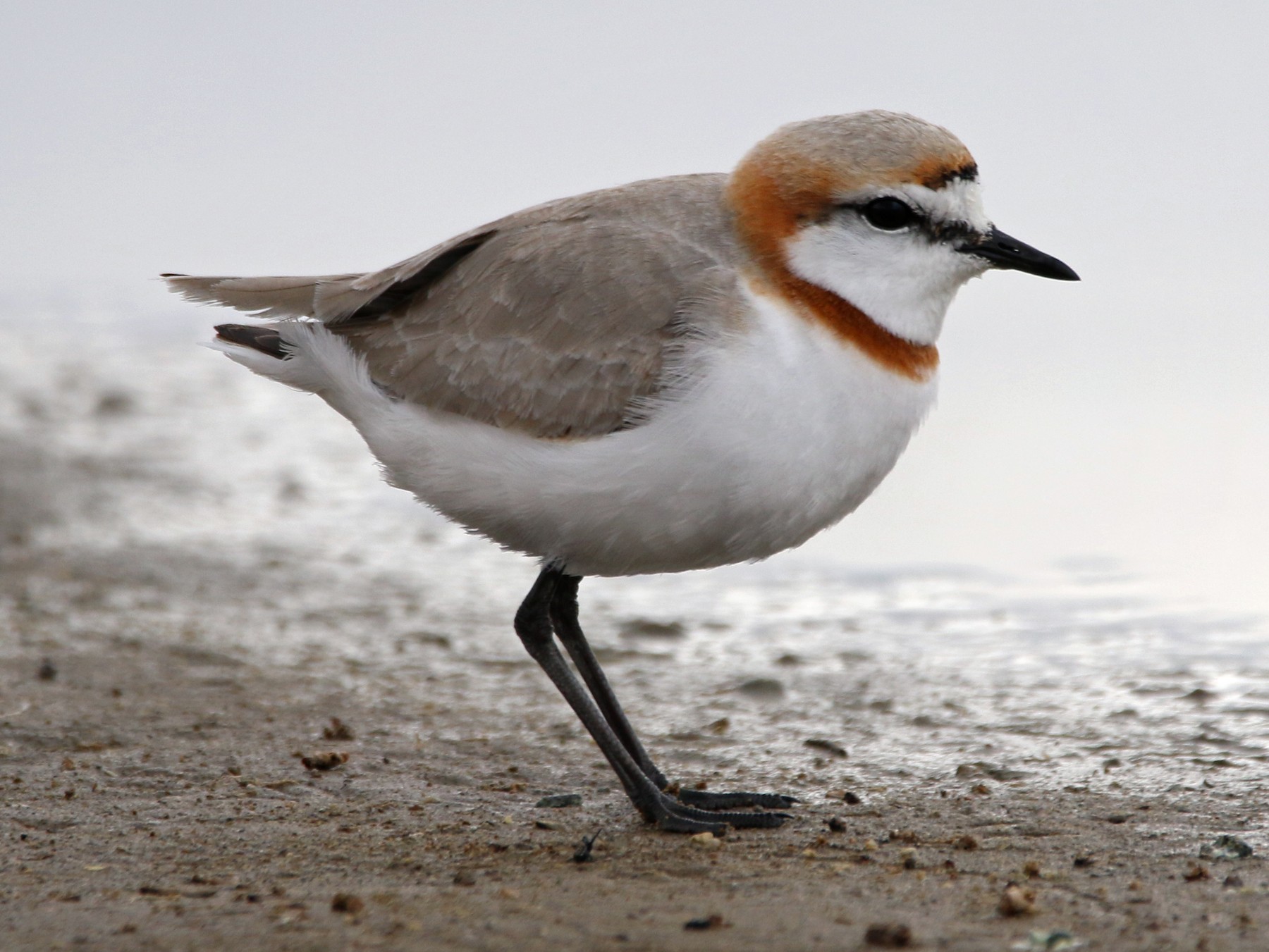 Chestnut-banded Plover - eBird