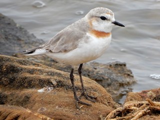 Chestnut-banded Plover - eBird