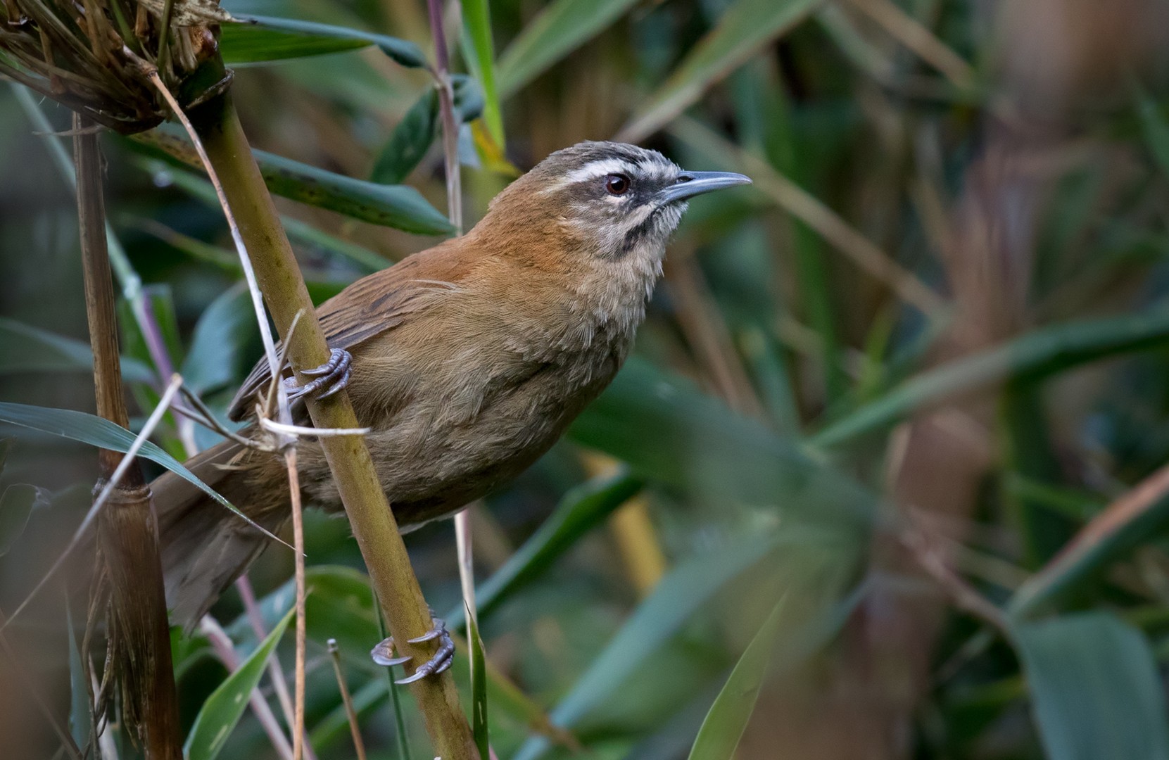 mantaro wren (undescribed form) - eBird