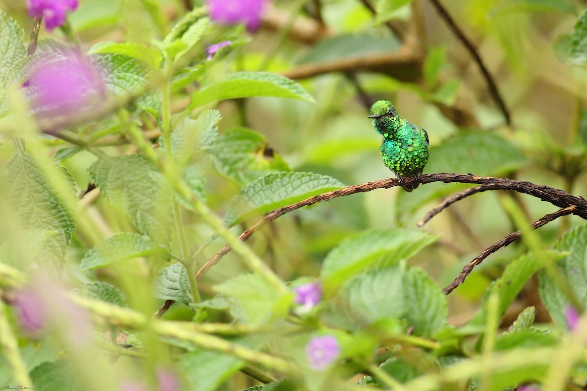 ML20905841 Garden Emerald Macaulay Library