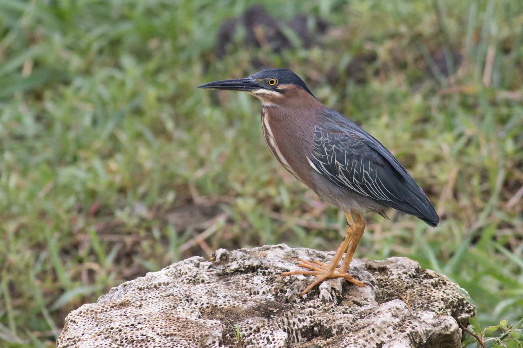 Striated x Green Heron (hybrid) - eBird
