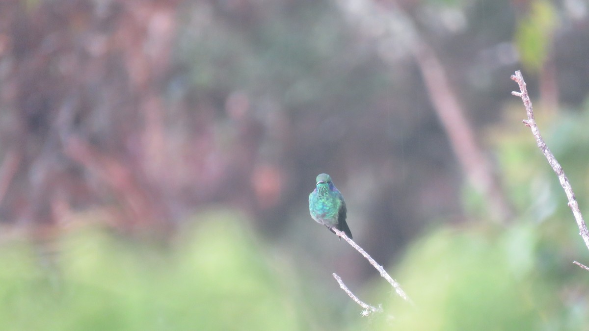 eBird Checklist - 18 Aug 2019 - Iyok Ami - 6 species