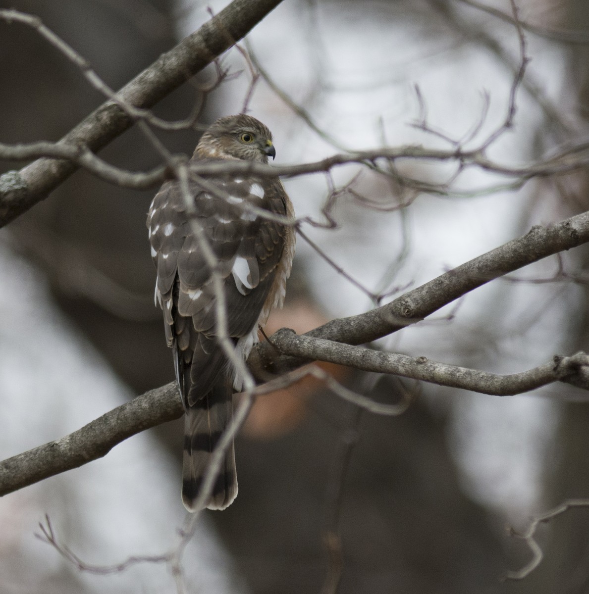 eBird Checklist - 10 Nov 2015 - BK's bird haven (private yard) - 18 ...