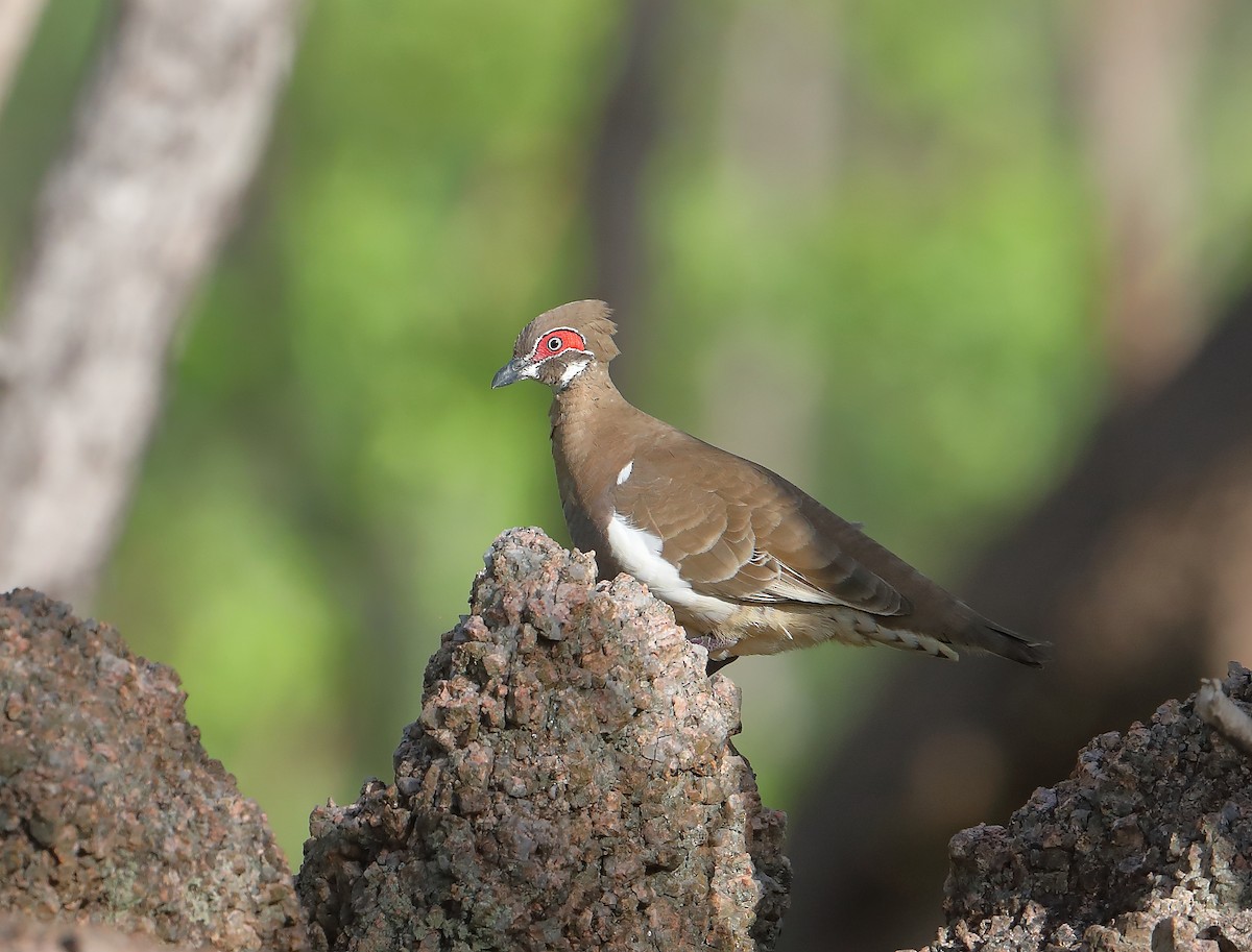 eBird Checklist - 15 Feb 2020 - Nitmiluk National Park--Edith Falls ...