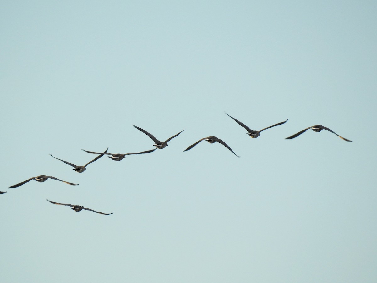 eBird Checklist - 14 Feb 2020 - Tres Rios Overbank Wetlands (permit ...