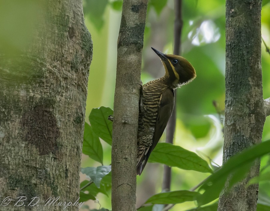 Golden-green Woodpecker (Atlantic) - eBird