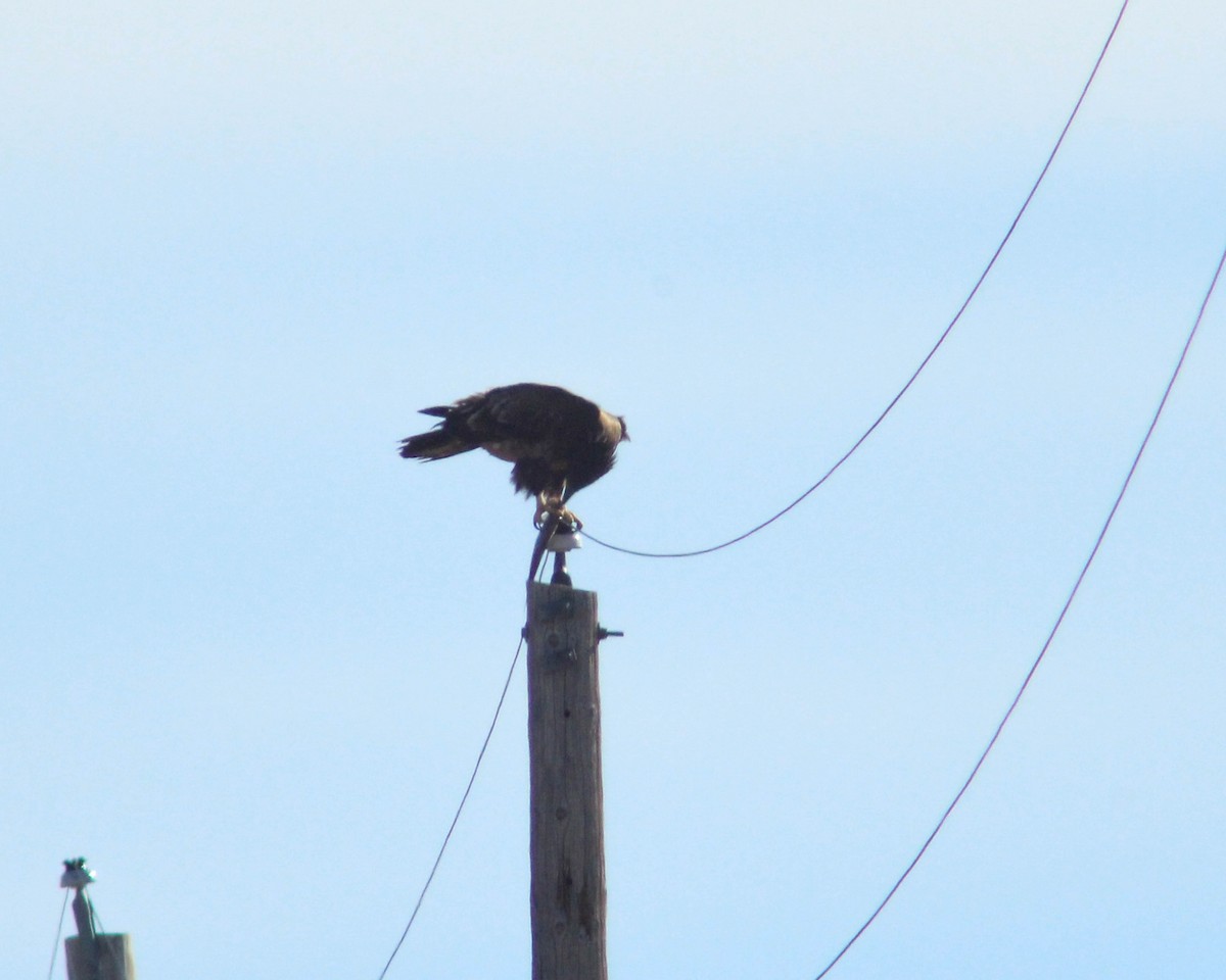 Great Backyard Bird Count Checklist - 14 Feb 2020 - Between Lake Henry ...