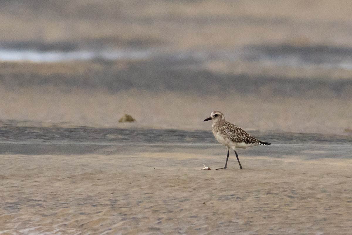 eBird Checklist - 14 Feb 2020 - Tana Delta--River Mouth - 19 species