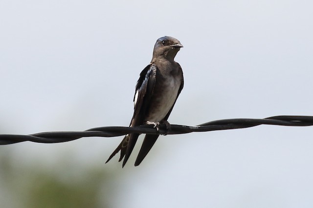 Photos - Cuban Martin - Progne cryptoleuca - Birds of the World
