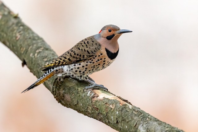 Northern Flicker Yellow Shafted