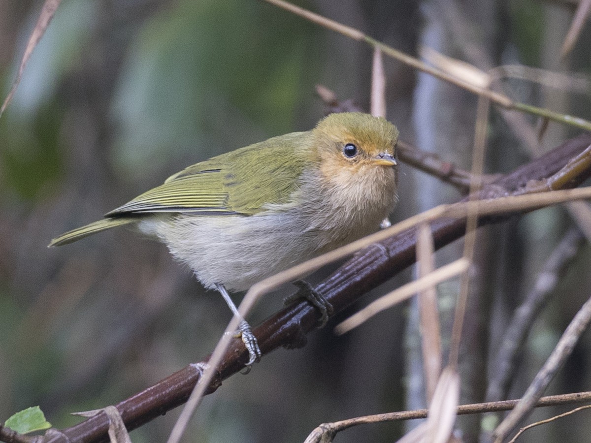 Red-faced Woodland-Warbler - Phylloscopus laetus - Birds of the World