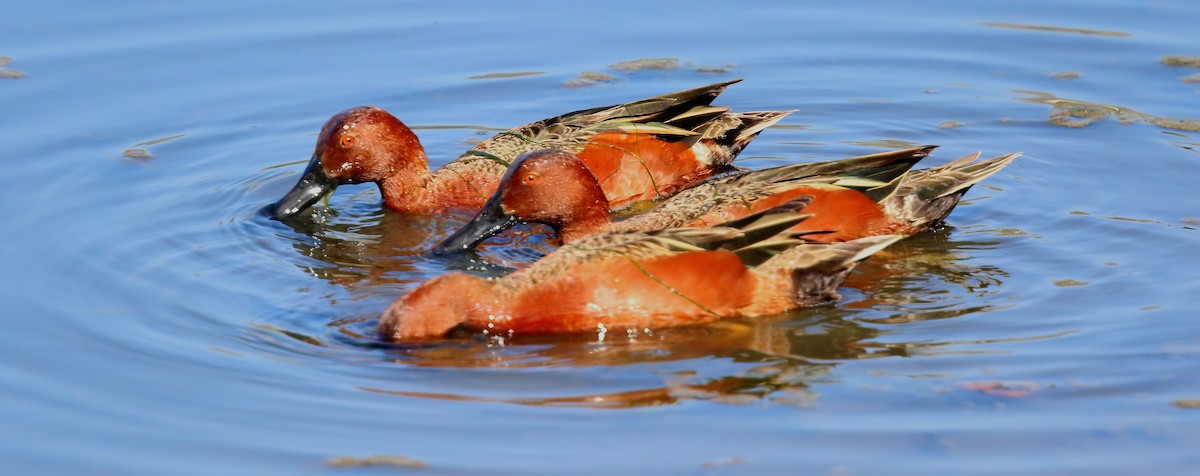 eBird Checklist - 16 Feb 2020 - Malibu Lagoon State Beach - 24 species