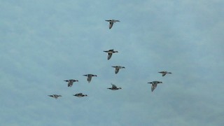 Illustrated Checklist - Santiago, NLE, MX - eBird