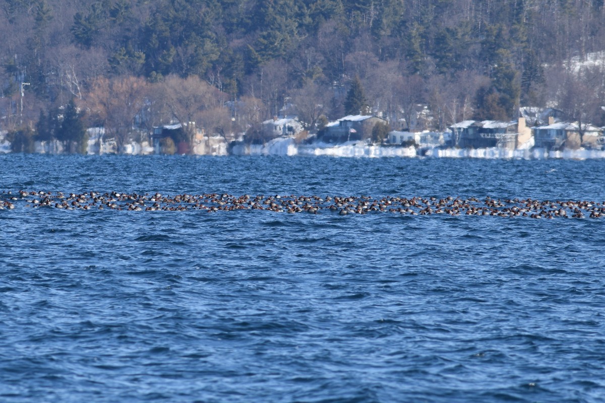 eBird Checklist - 16 Feb 2020 - Traverse City Marina (Clinch Marina ...