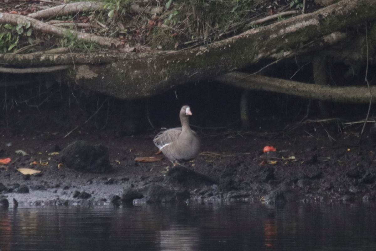 eBird Checklist - 5 Feb 2020 - Wailoa River SP -- Waiakea Pond - 19 species