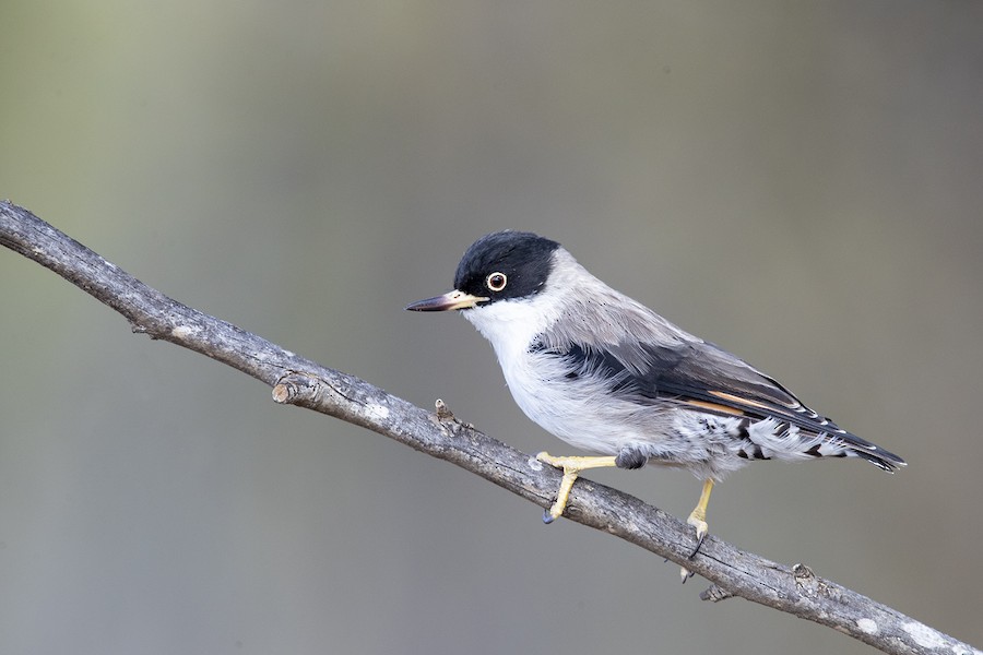 Varied Sittella (Black-capped) - eBird