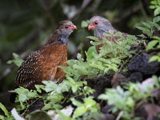 Bearded Wood-Partridge - eBird