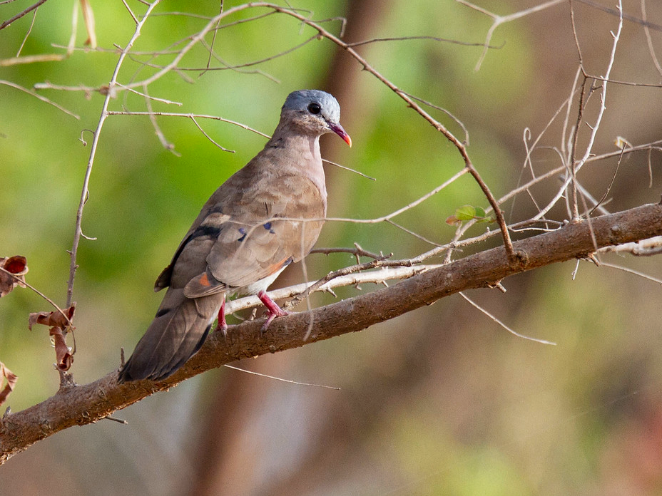 Blue-spotted Wood Dove - eBird