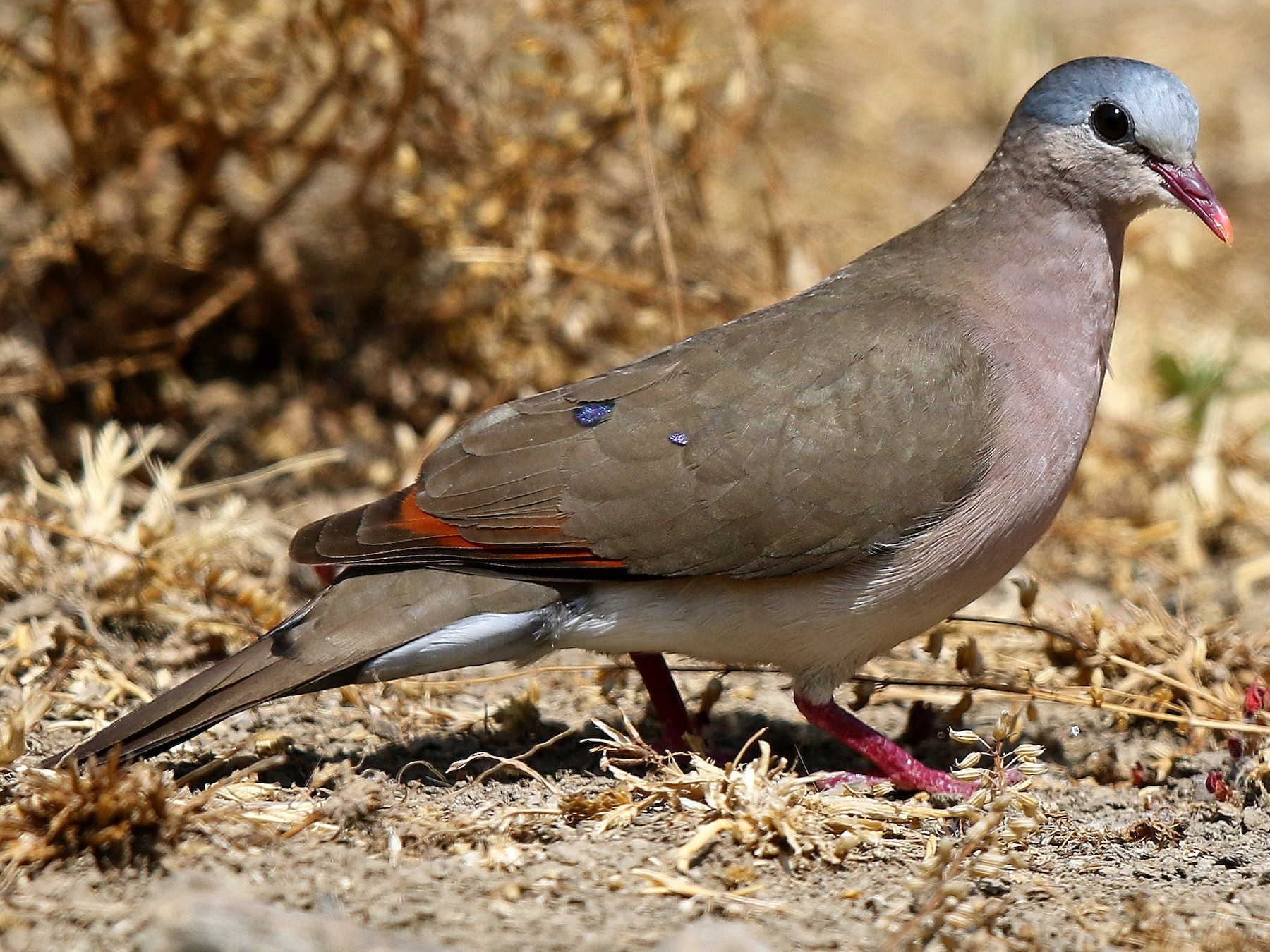Blue-spotted Wood-Dove - eBird