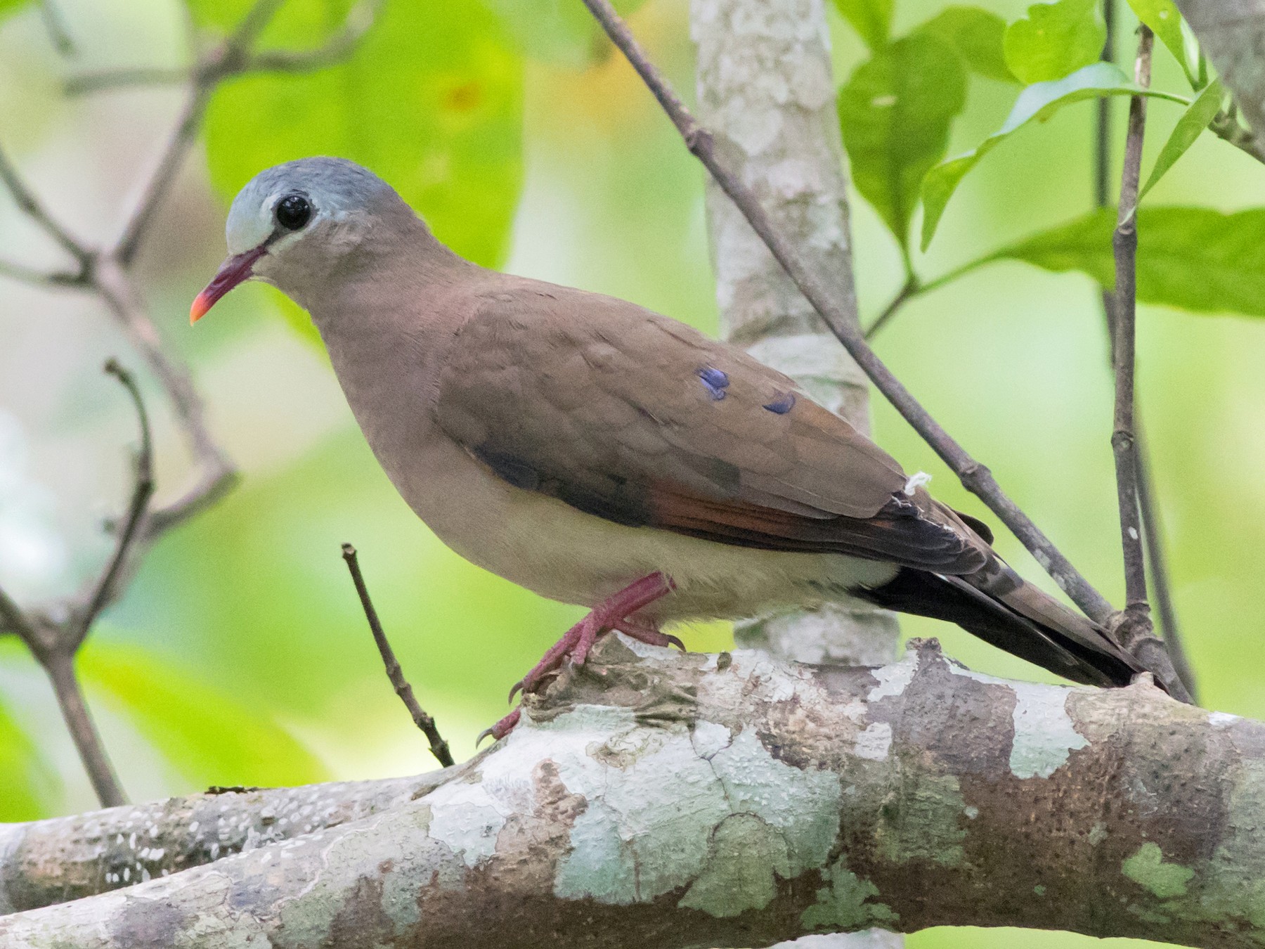 Blue-spotted Wood-Dove - eBird