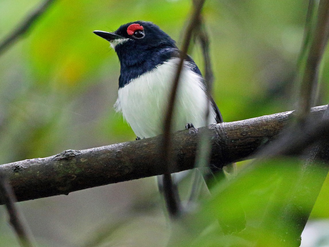 Black-throated Wattle-eye - eBird