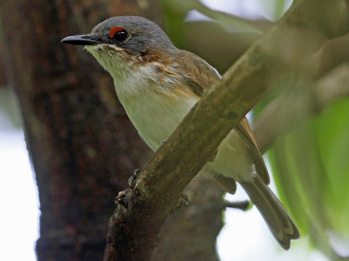 Black-throated Wattle-eye - eBird
