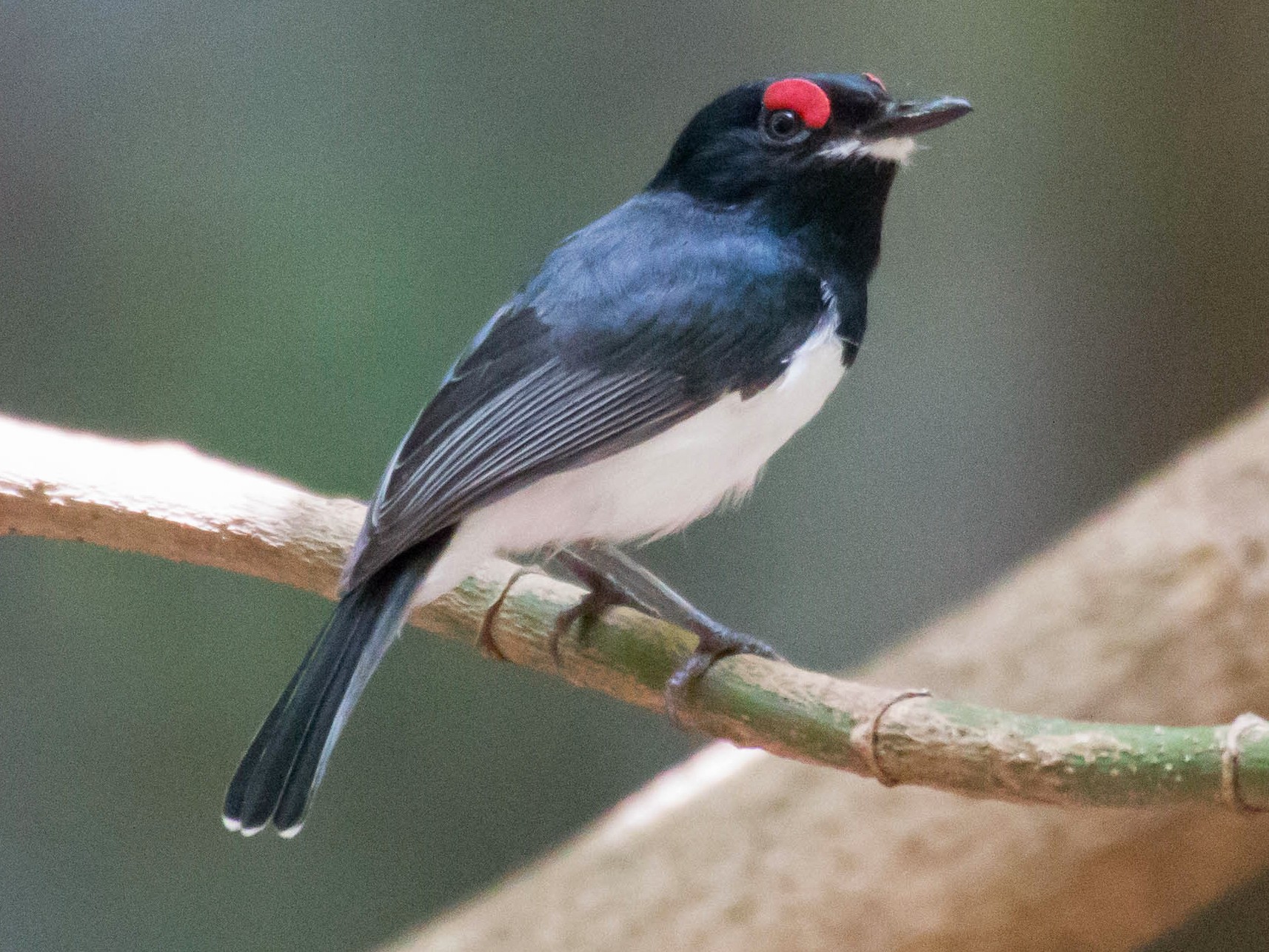 Black-throated Wattle-eye - eBird