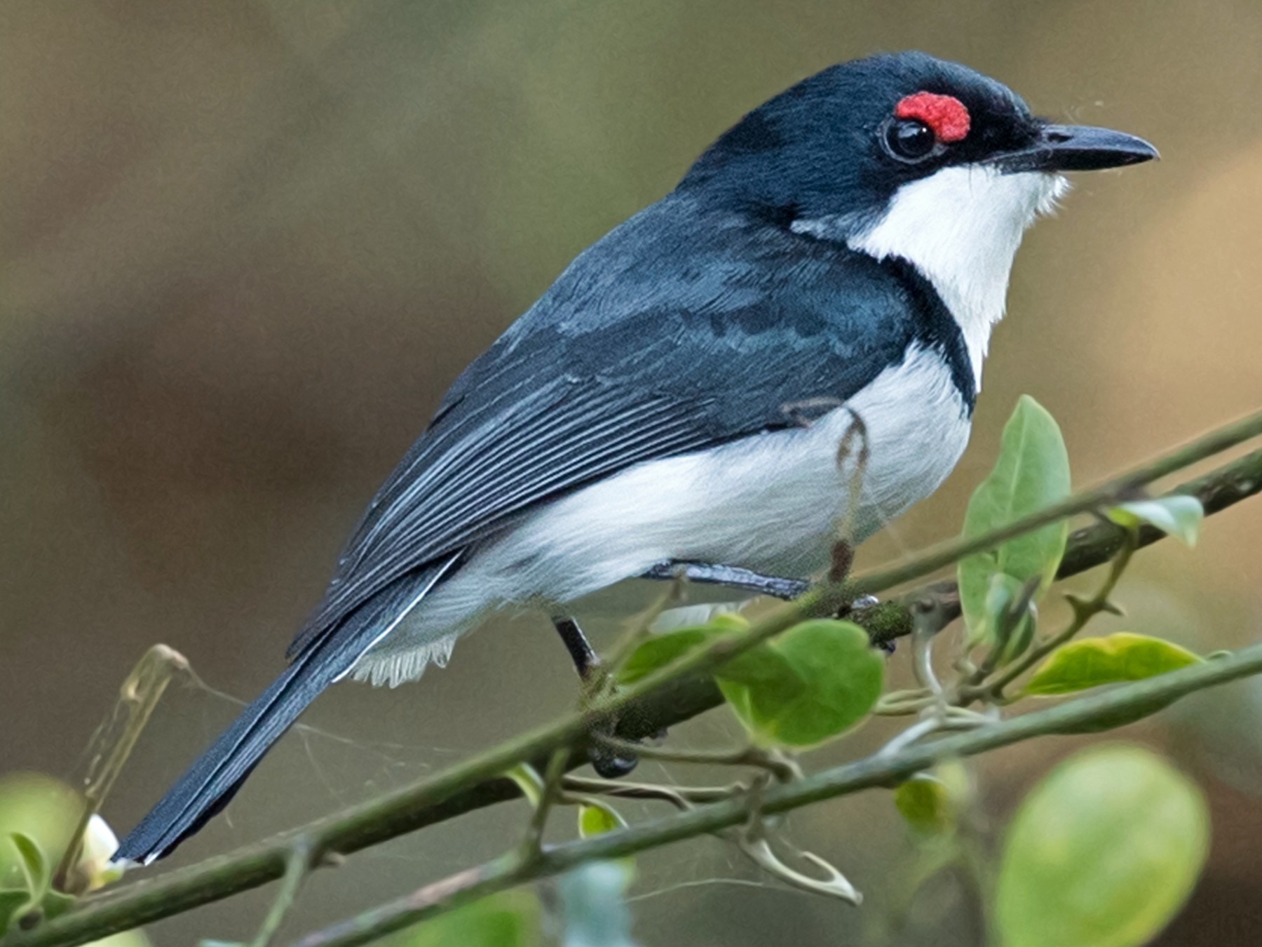 Black-throated Wattle-eye - eBird