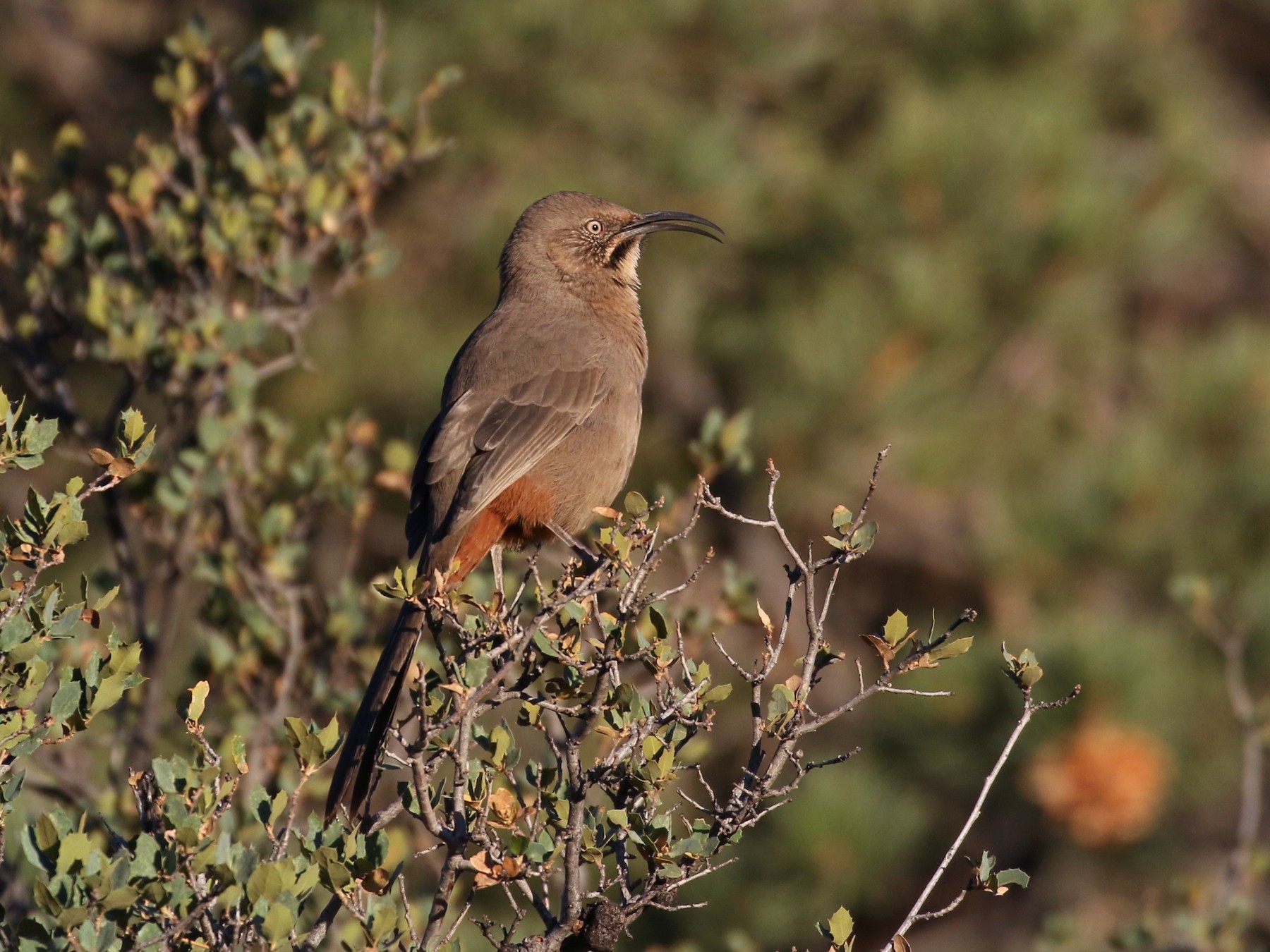 Crissal Thrasher - eBird