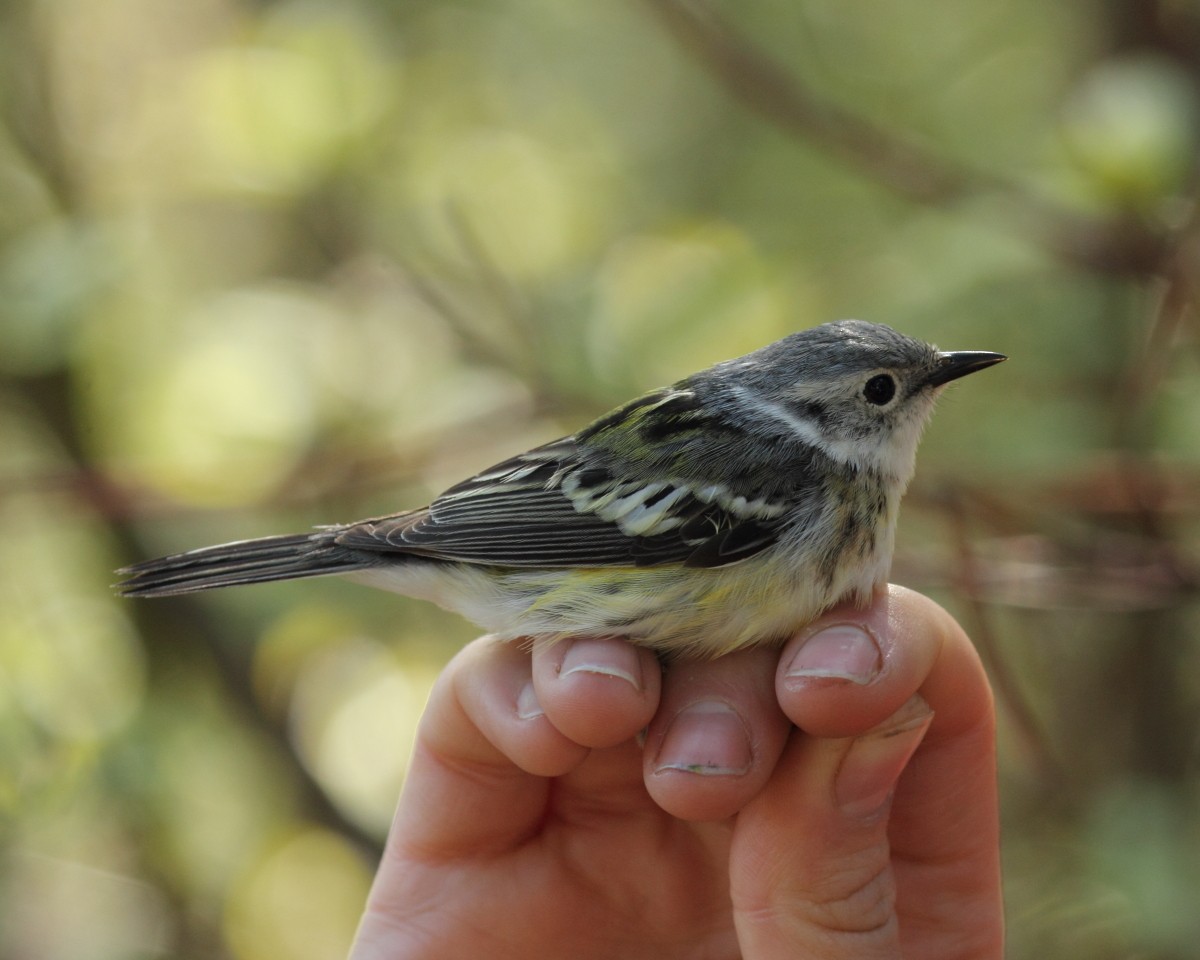 Magnolia x Chestnut-sided Warbler (hybrid) - eBird