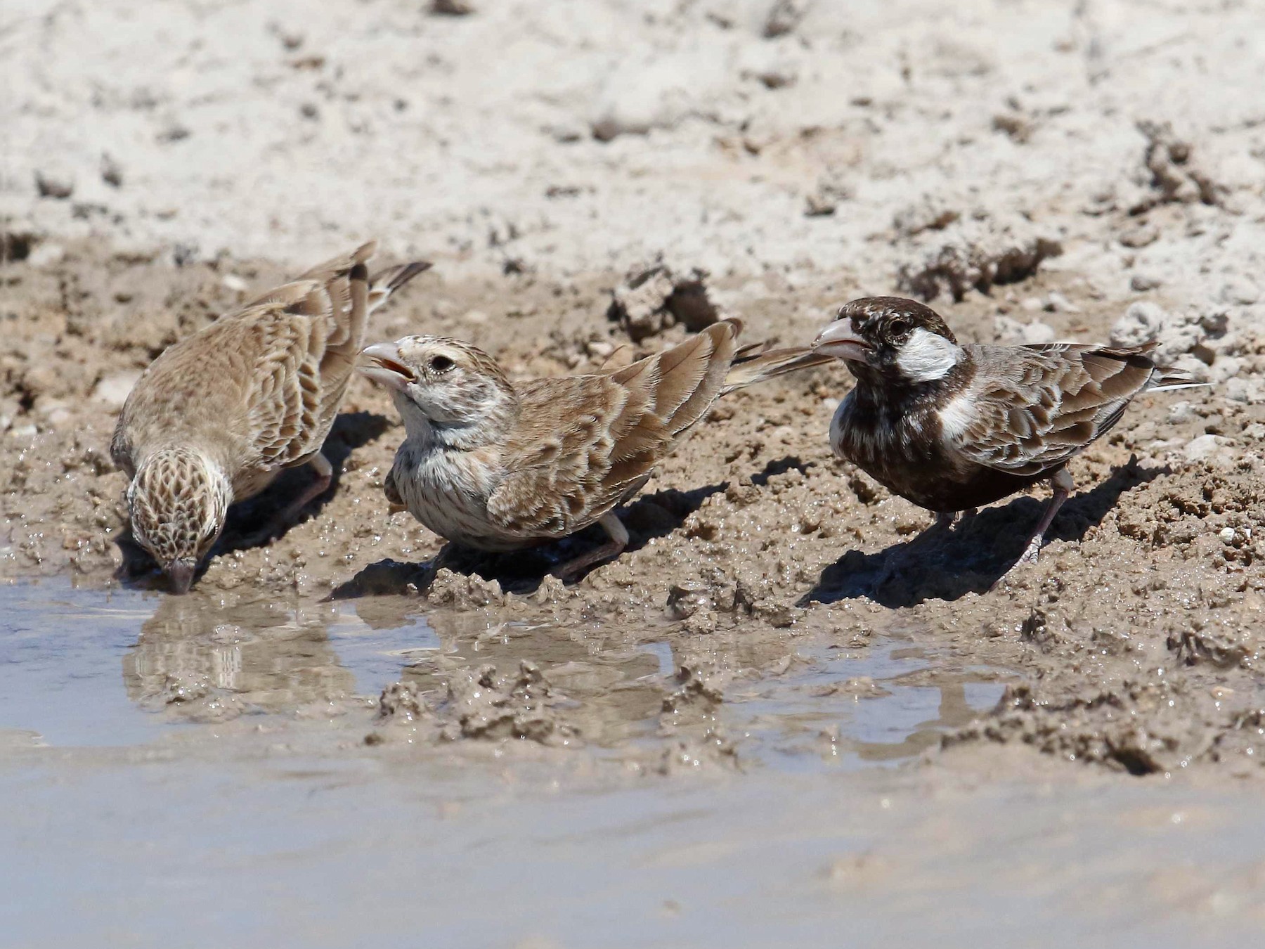 Gray-backed Sparrow-Lark - eBird