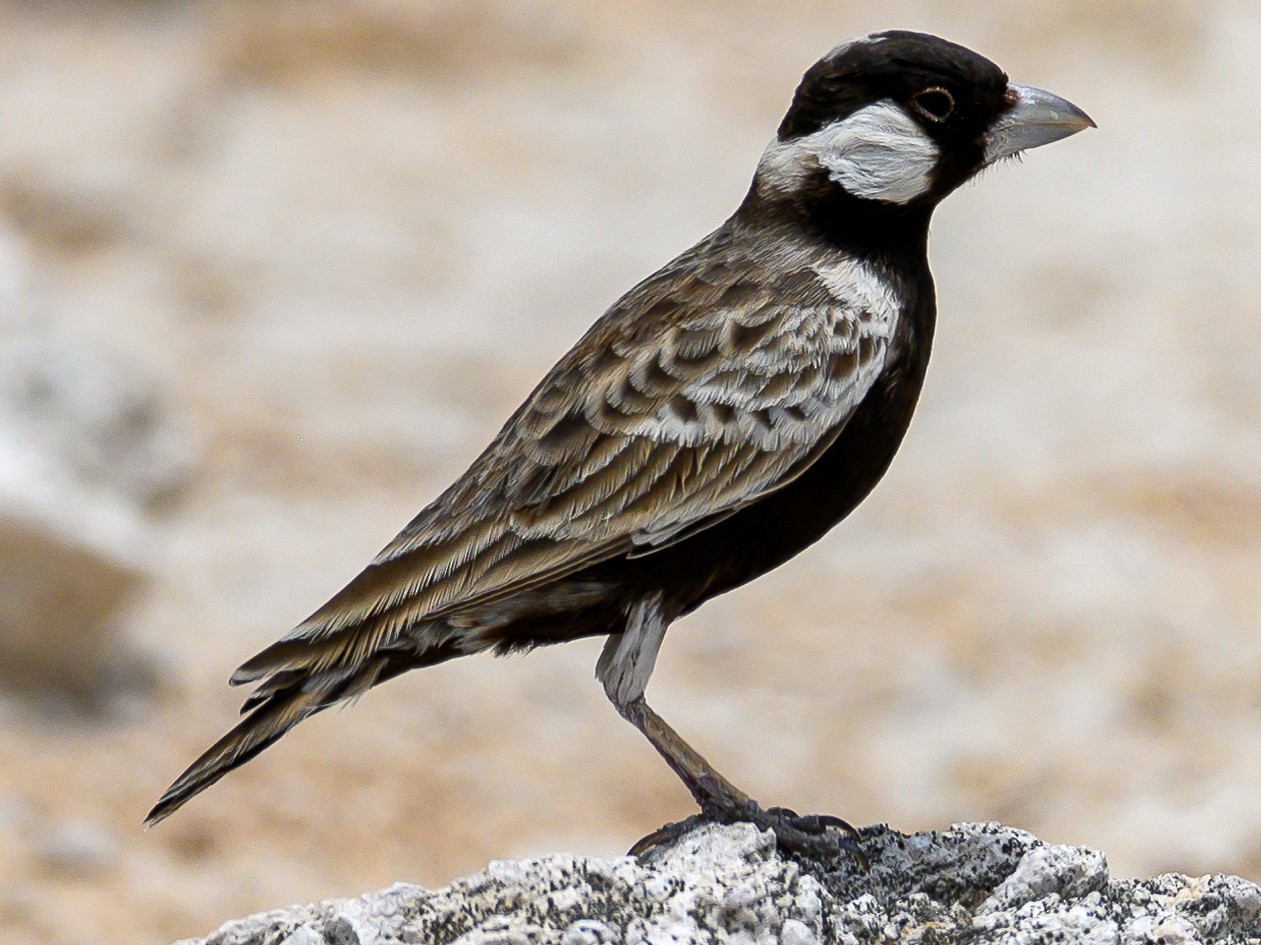 Grey-backed Sparrow-Lark - eBird