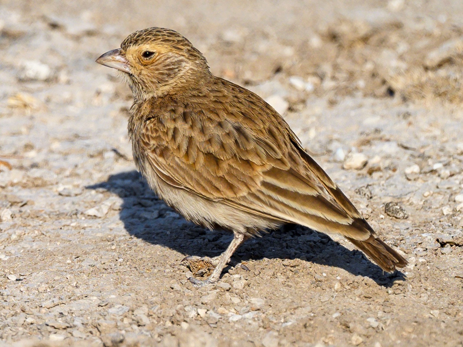 Grey-backed Sparrow-Lark - eBird