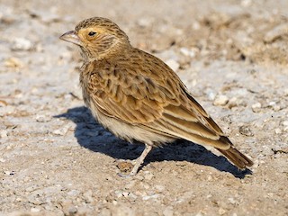 Gray-backed Sparrow-Lark - eBird