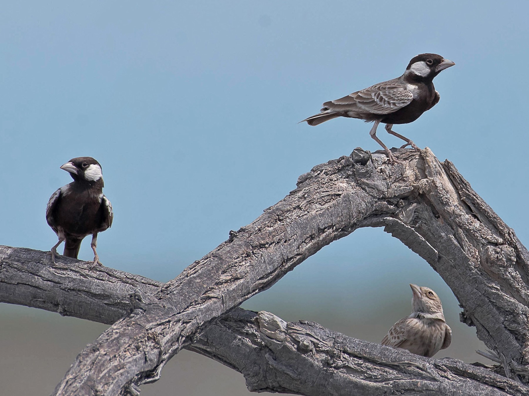 Gray-backed Sparrow-Lark - eBird