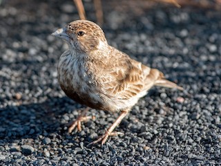 Gray-backed Sparrow-Lark - eBird