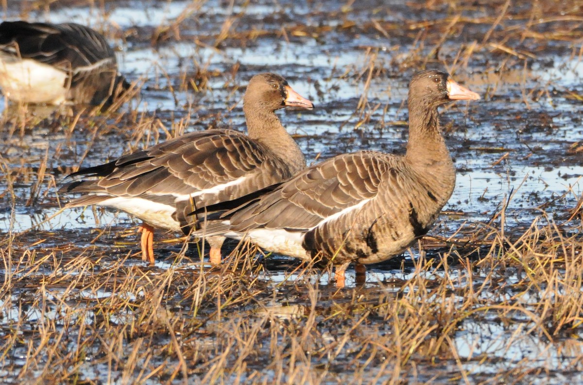 eBird Checklist - 14 Feb 2020 - Anahuac NWR (UTC 049) - 42 species