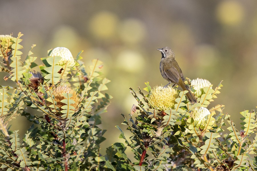 Western Whipbird (Black-throated) - eBird