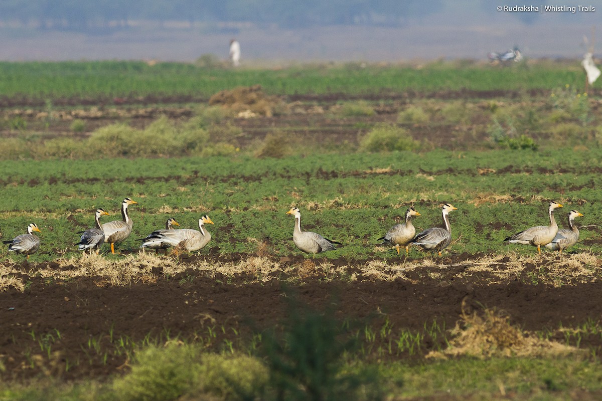 eBird Checklist - 14 Nov 2015 - Veer Dam - 71 species (+1 other taxa)