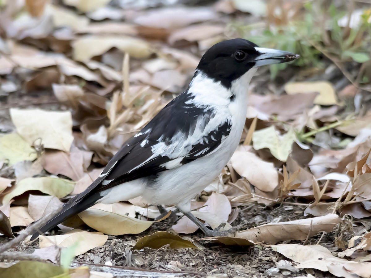 Black-backed Butcherbird - Cracticus mentalis - Birds of the World