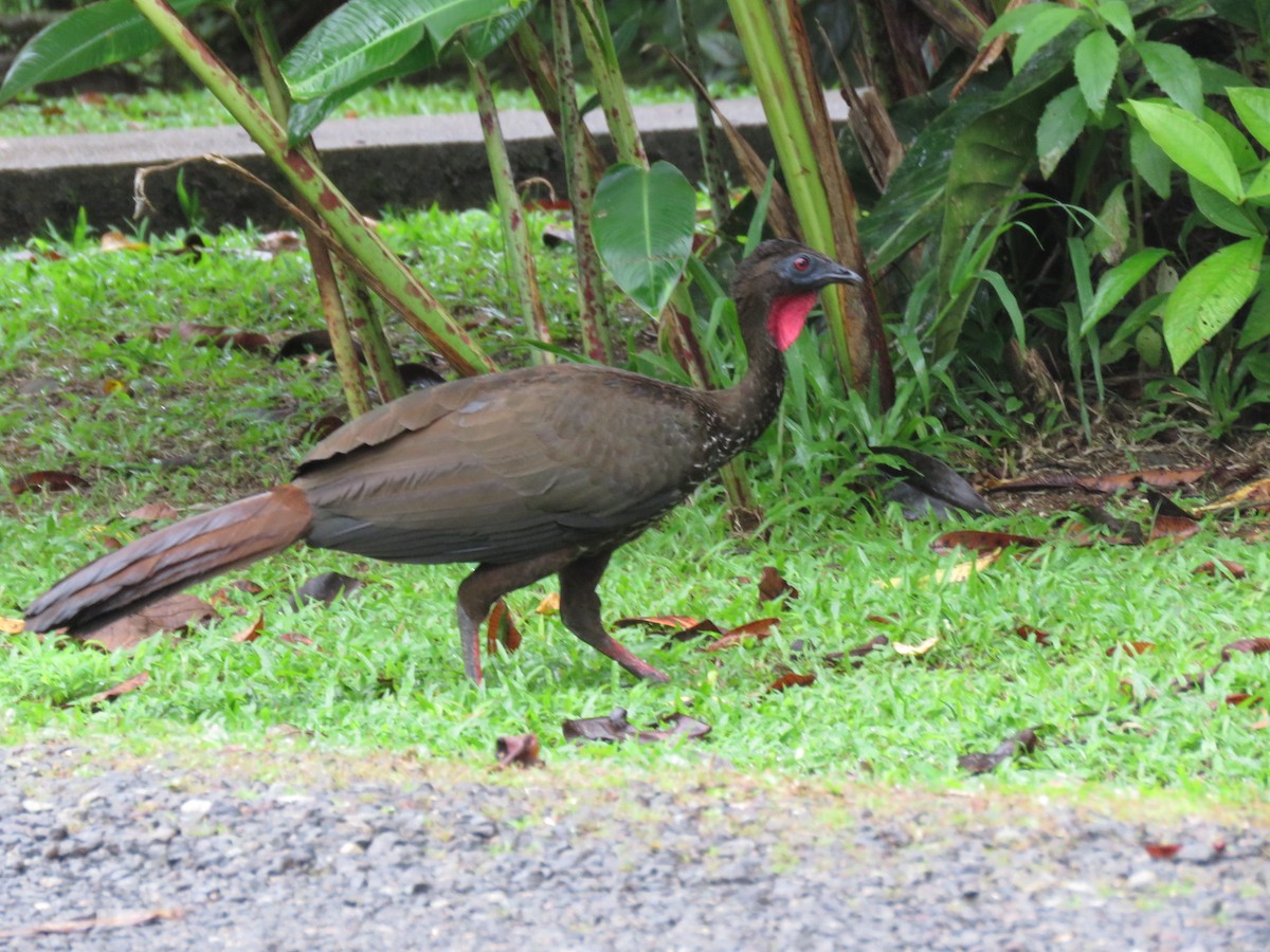 eBird Checklist - 17 Feb 2020 - Estación Biológica La Selva-OTS - 27 ...