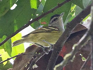 Chestnut-shouldered Antwren - Euchrepomis humeralis - Birds of the World