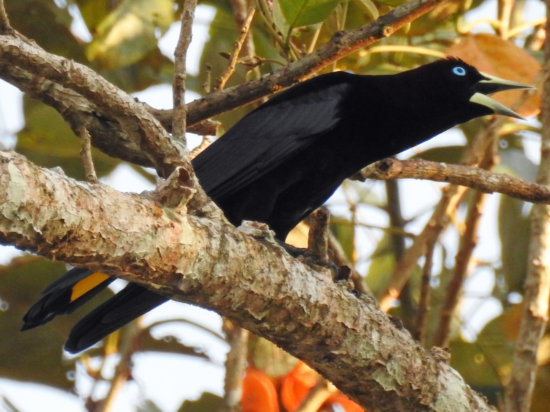 Band-tailed Cacique - eBird